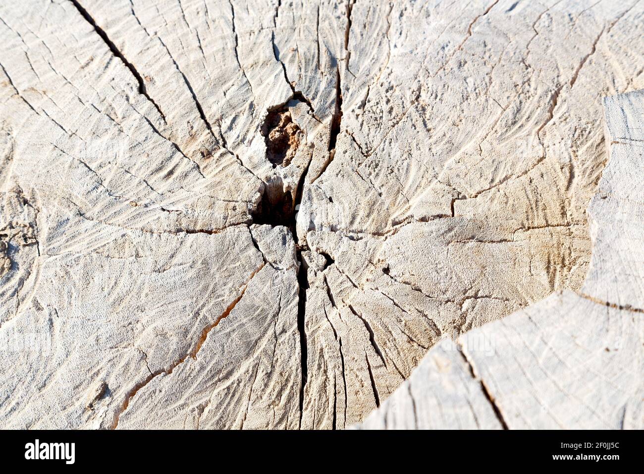 Abstract texture of a tree Stock Photo - Alamy