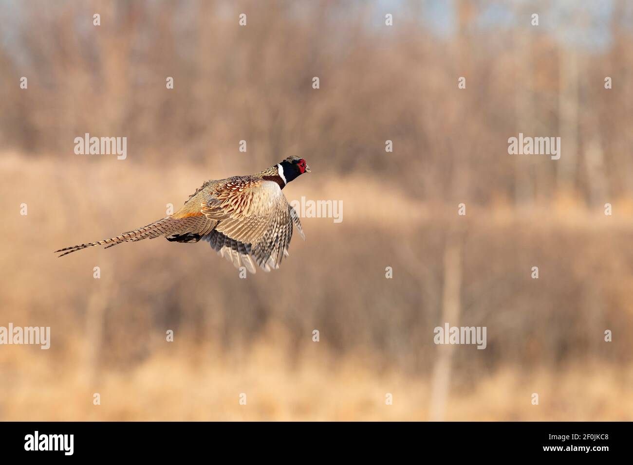 A flying Rooster Pheasant in South Dakota Stock Photo - Alamy