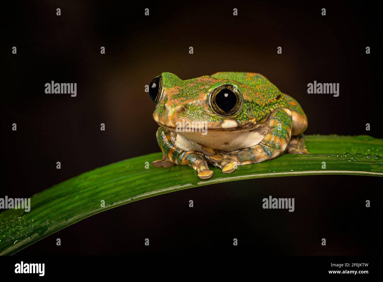 Peacock Tree Frog (Leptopelis vermiculatus Stock Photo - Alamy