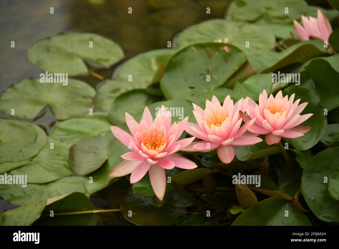 Orange Lotus Flowers