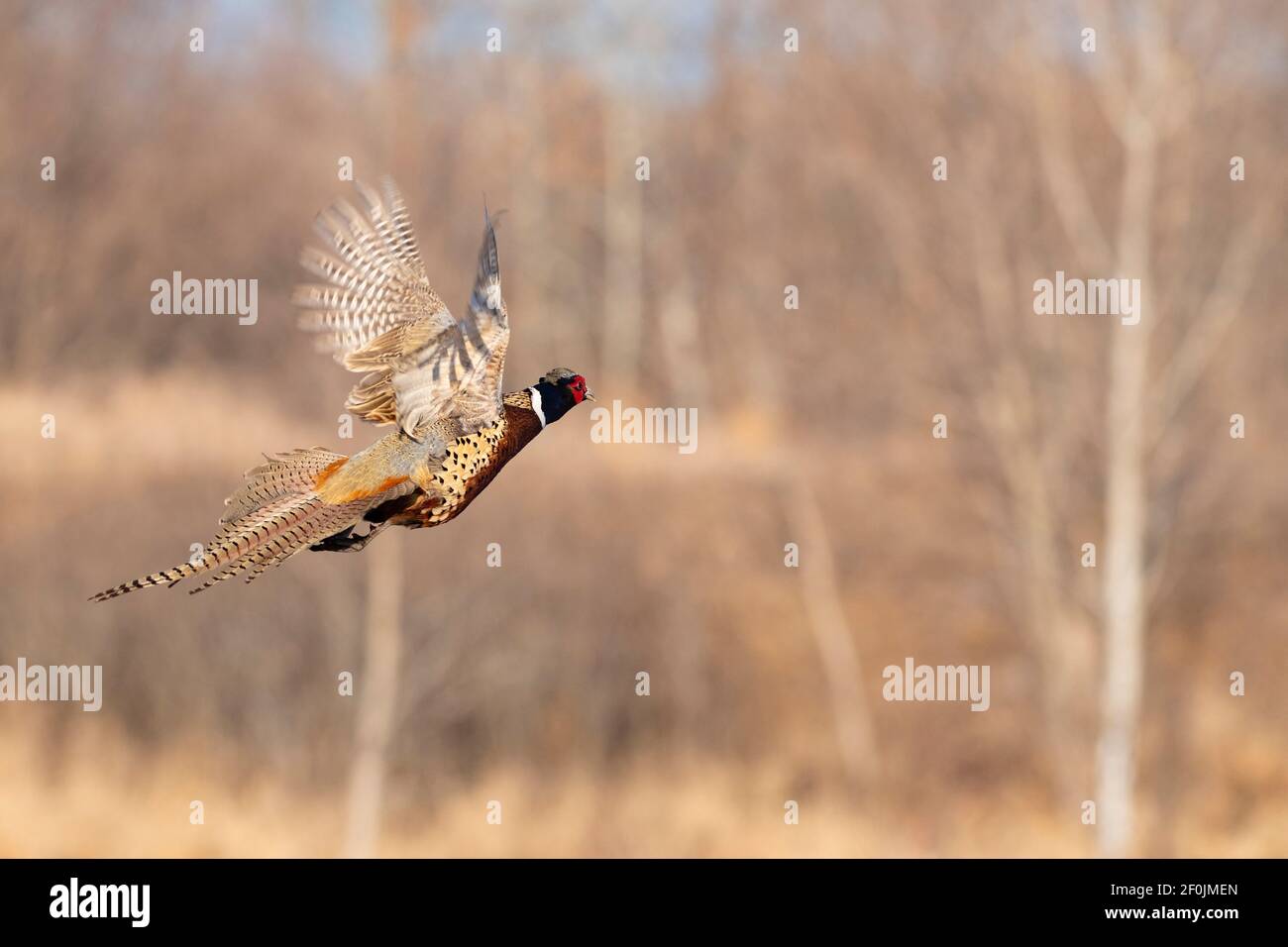 Flying rooster pheasant hi-res stock photography and images - Alamy