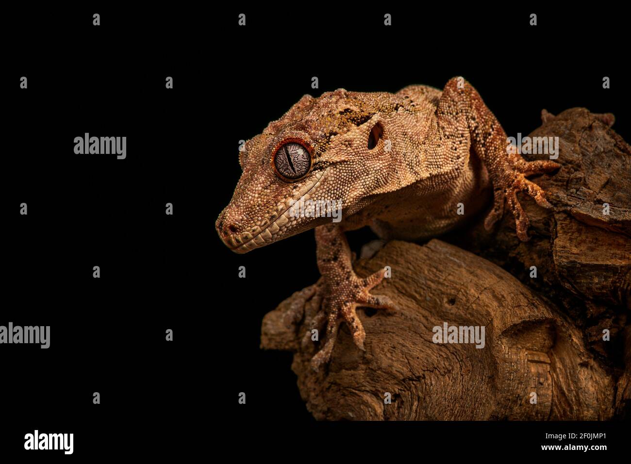 New caledonia bumpy gecko hi-res stock photography and images - Alamy