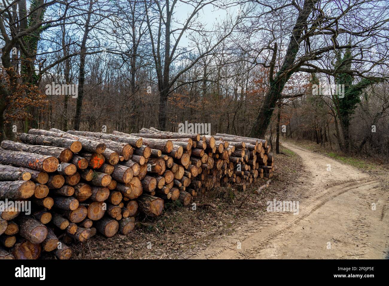 Log deforestation forest background hi-res stock photography and images ...