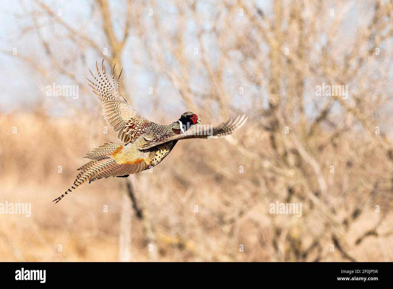 A flying Rooster Pheasant in South Dakota Stock Photo - Alamy