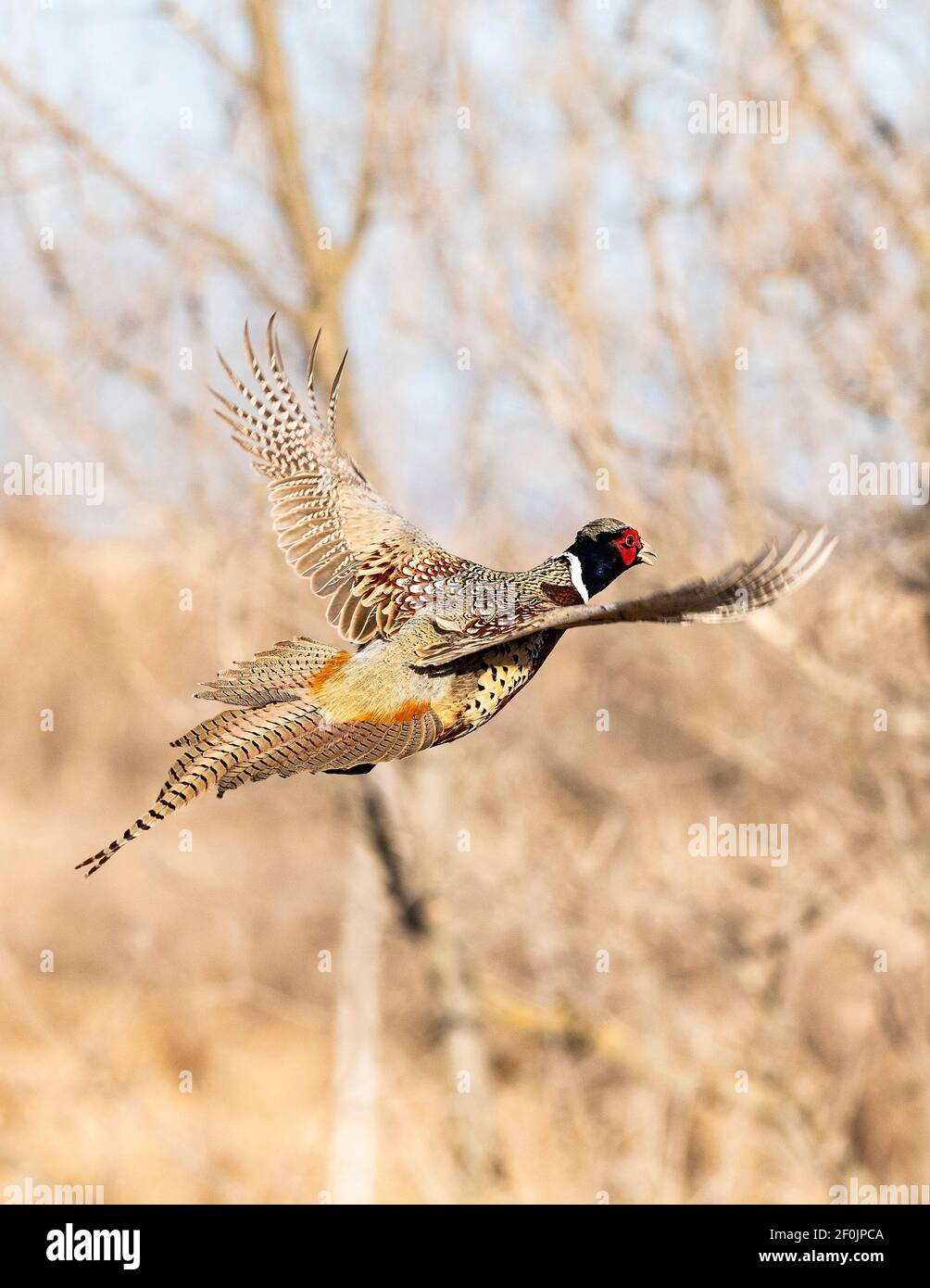 A flying Rooster Pheasant in South Dakota Stock Photo - Alamy