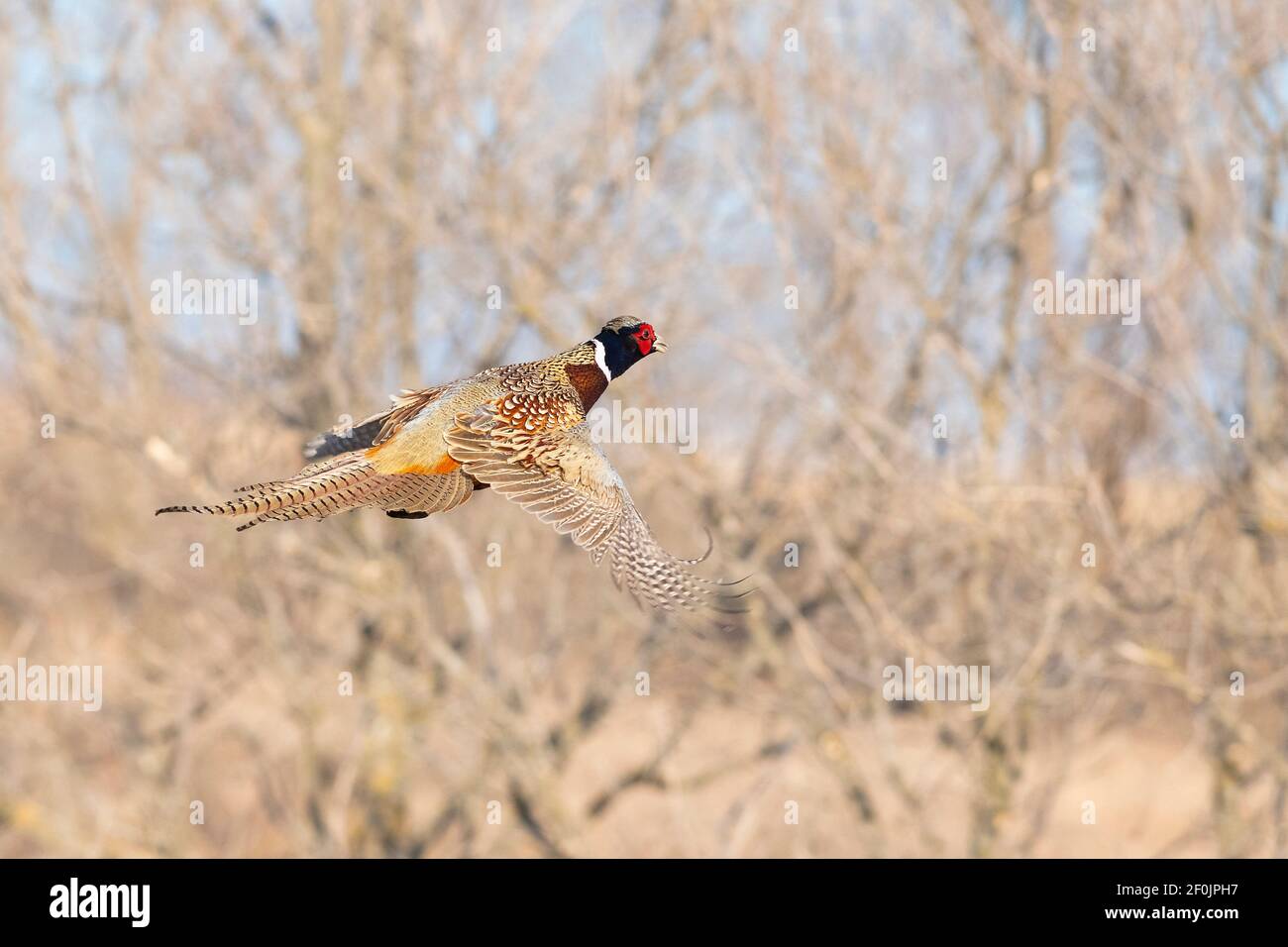 A flying Rooster Pheasant in South Dakota Stock Photo - Alamy