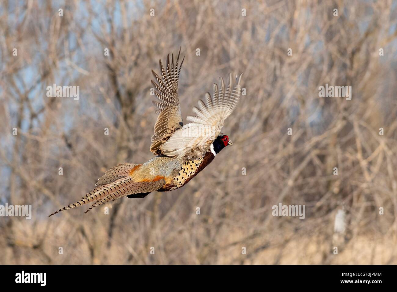 A flying Rooster Pheasant in South Dakota Stock Photo - Alamy