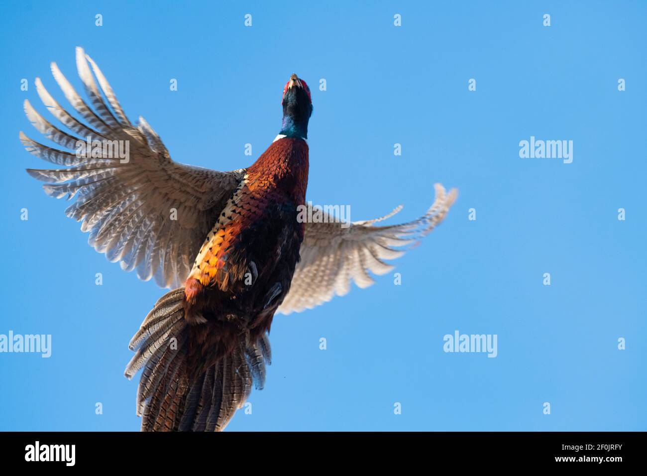 A flying Rooster Pheasant in South Dakota Stock Photo - Alamy