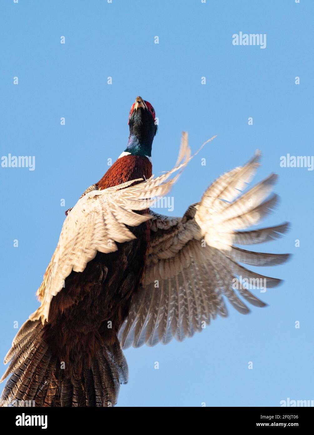 A flying Rooster Pheasant in South Dakota Stock Photo - Alamy