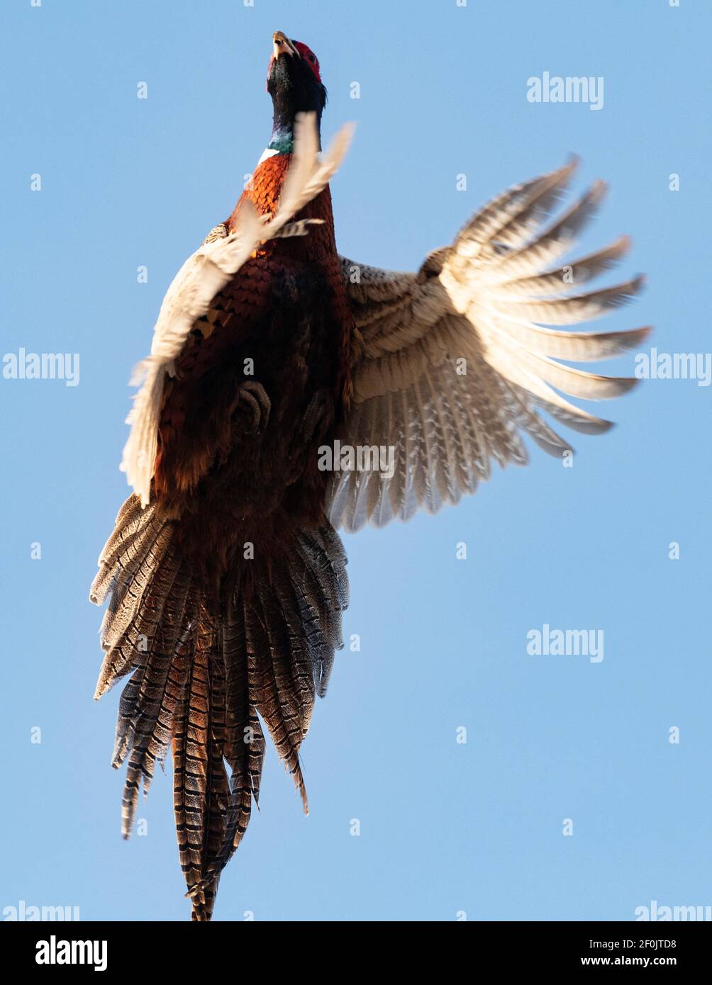A flying Rooster Pheasant in South Dakota Stock Photo - Alamy