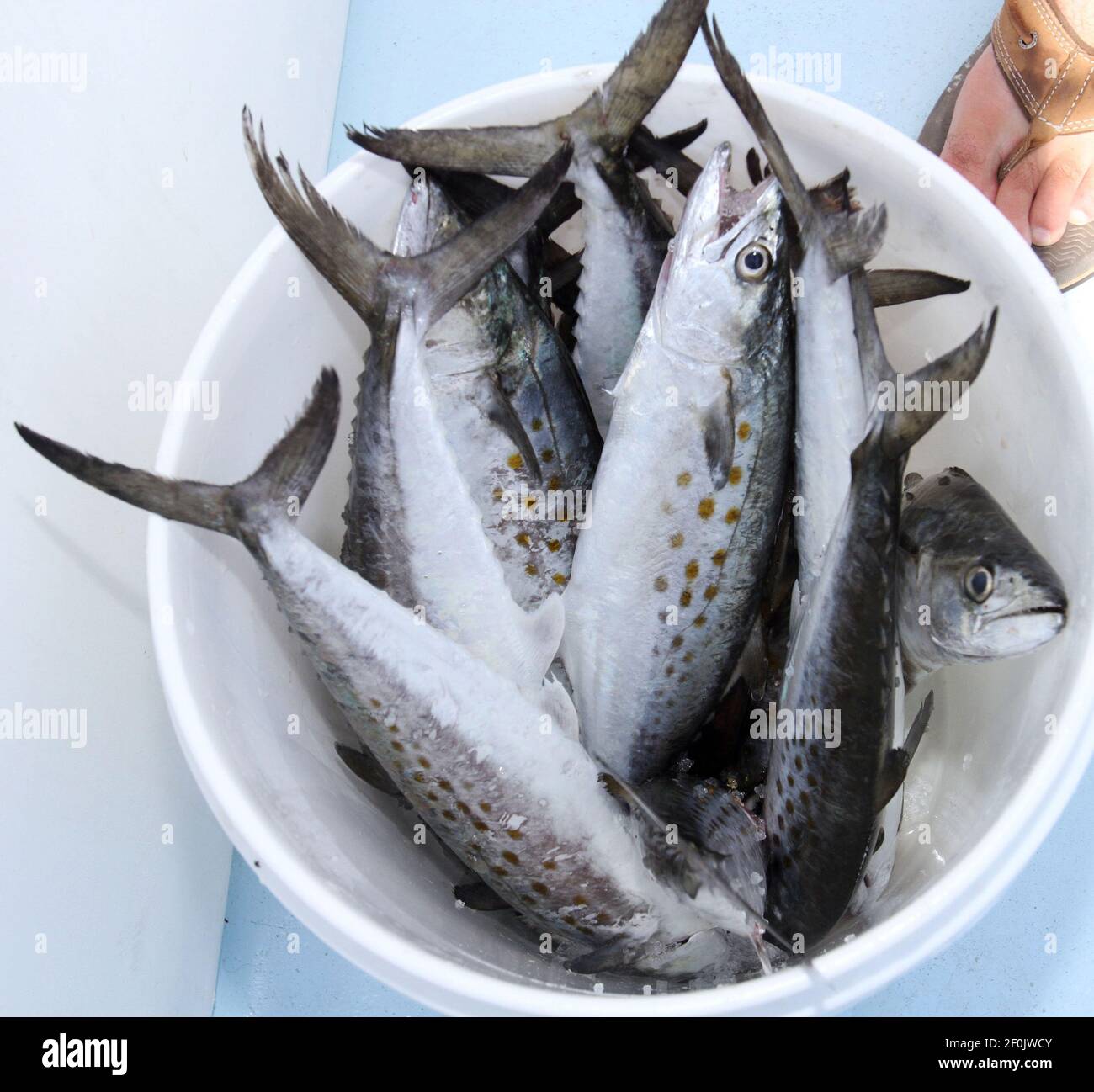 These Spanish mackerel along with some white trout and ground mullet ...