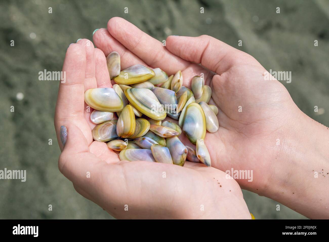 Hands holding shells beach hi-res stock photography and images - Alamy