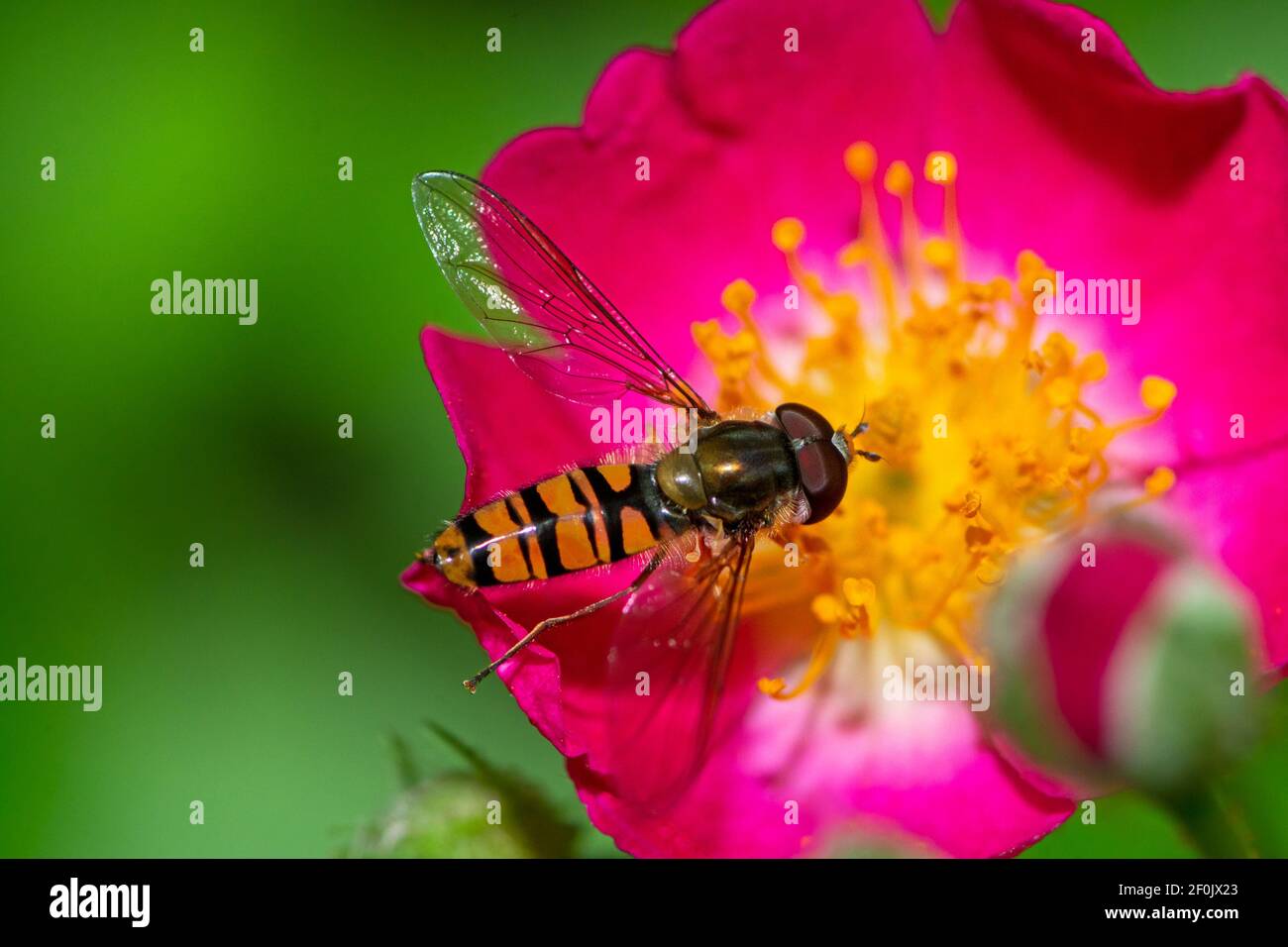 Macro of a hoverfly on a pink rose blossom Stock Photo - Alamy