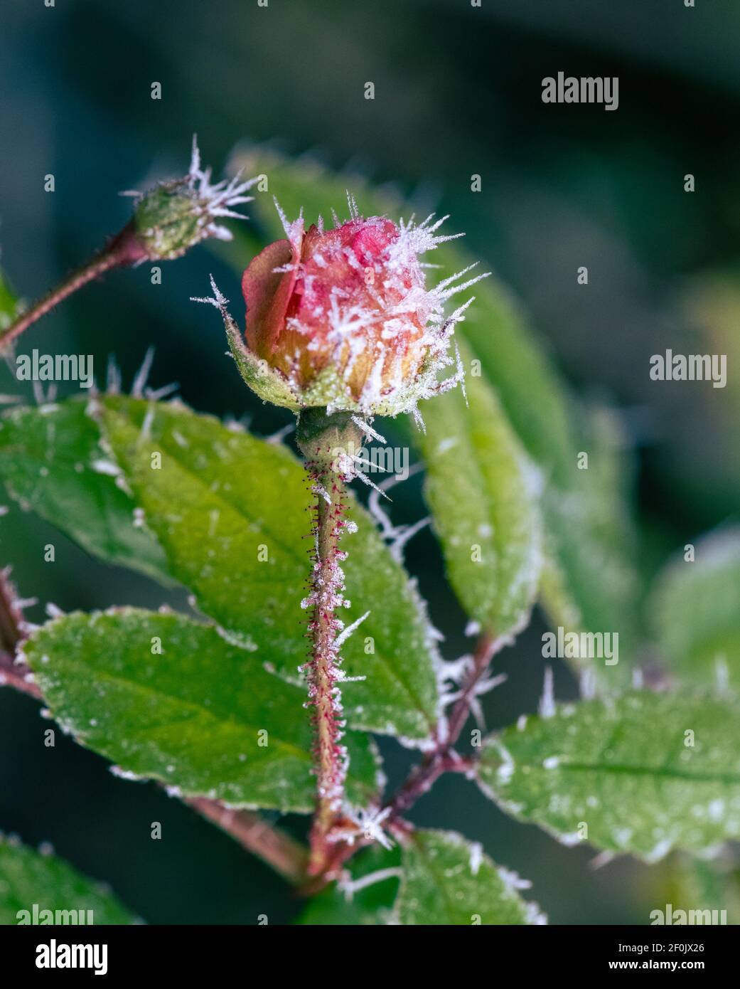 Frosted rose leaves hi-res stock photography and images - Alamy