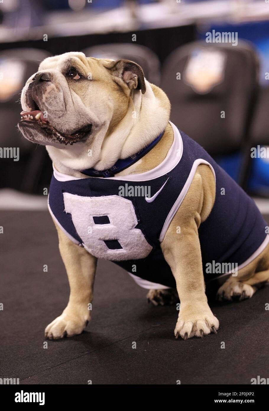 The Butler Bulldogs mascot sits on edge of the court before the start ...