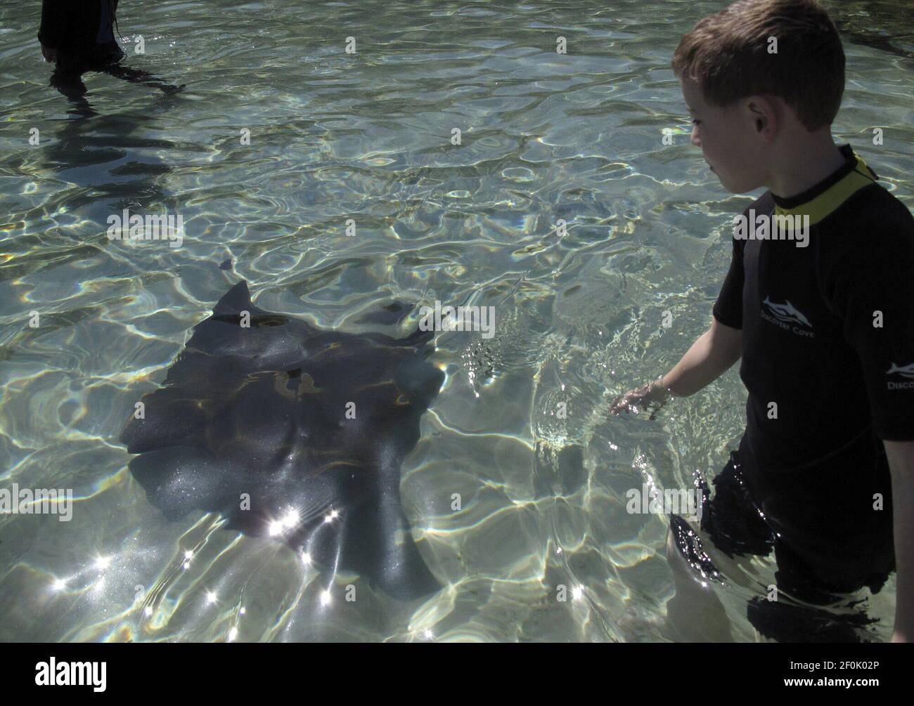 A boy wades through the Stringray pool at Orlando's Discovery Cove ...