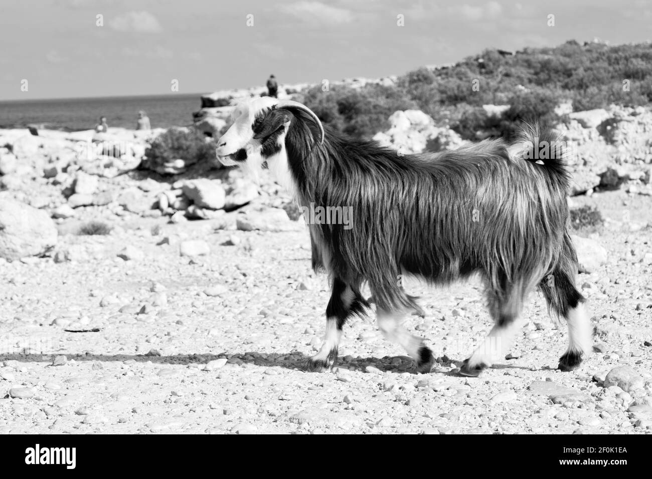 In oman goat alone near the rock and bush Stock Photo - Alamy