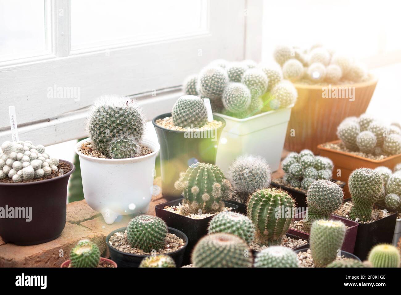 the Perfect Cactus indoor in the pot decaration Garden botany Stock ...