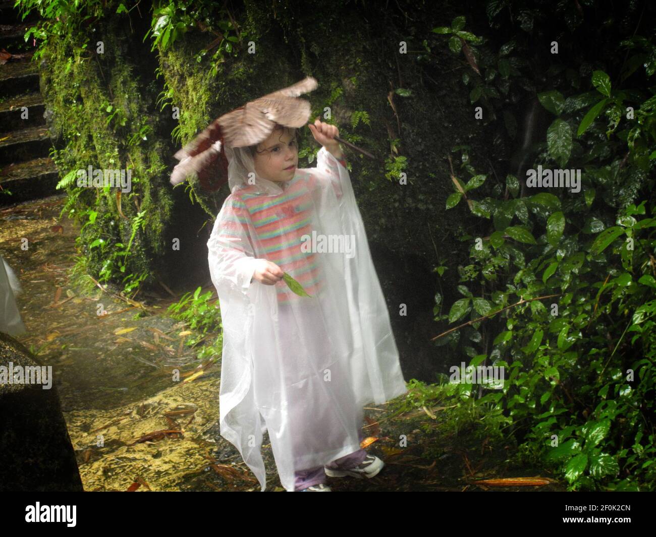 A leaf does double duty as an umbrella for a tourist at El Yunque rain ...