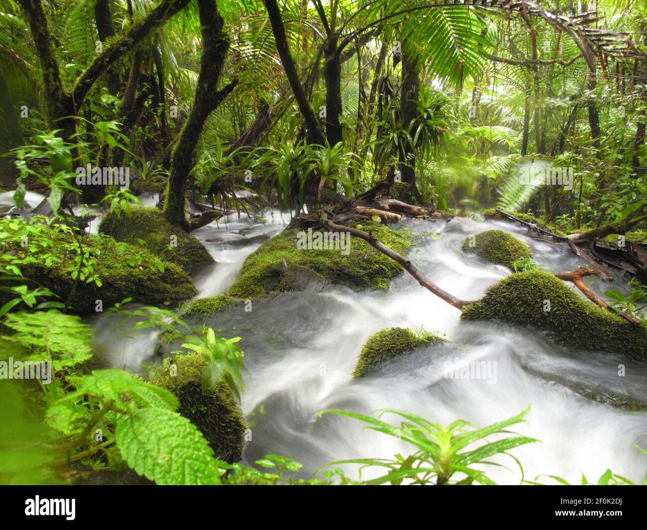 Rainwater gushes over the forest floor and over trails. Sierra palms ...