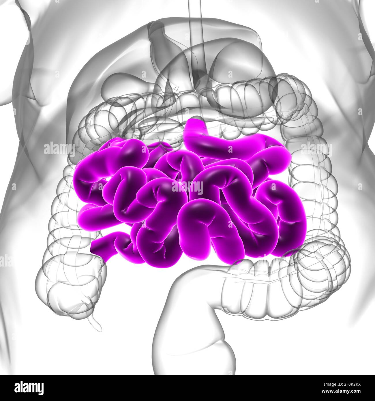Male Reproductive System Diagram High Resolution Stock Photography and ...
