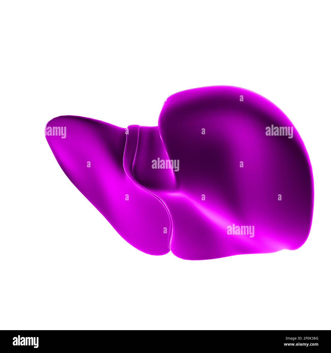 Liver 3D Illustration Human Digestive System Anatomy For Medical ...