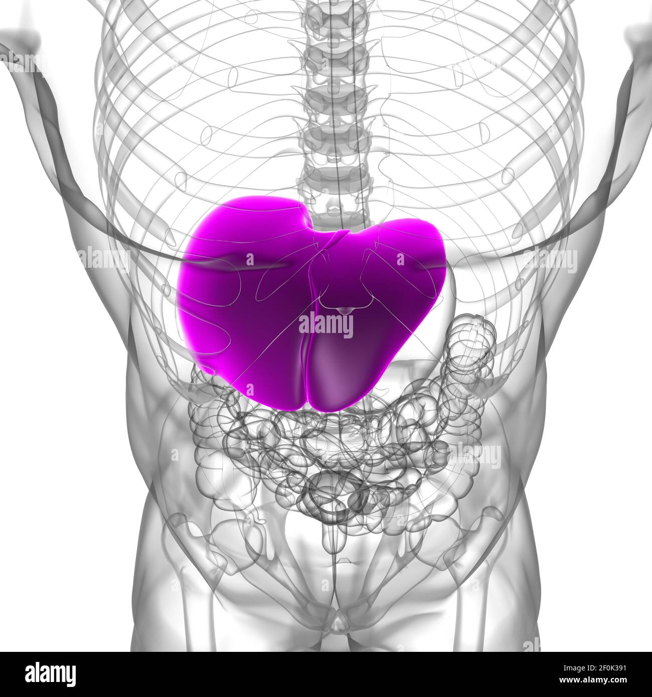 Liver 3D Illustration Human Digestive System Anatomy For Medical ...