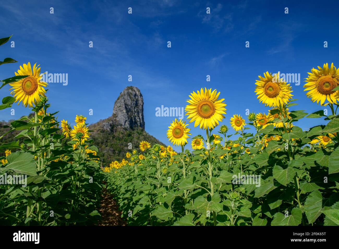 Beautiful sunflower field on summer with blue sky at Lop buri province ...