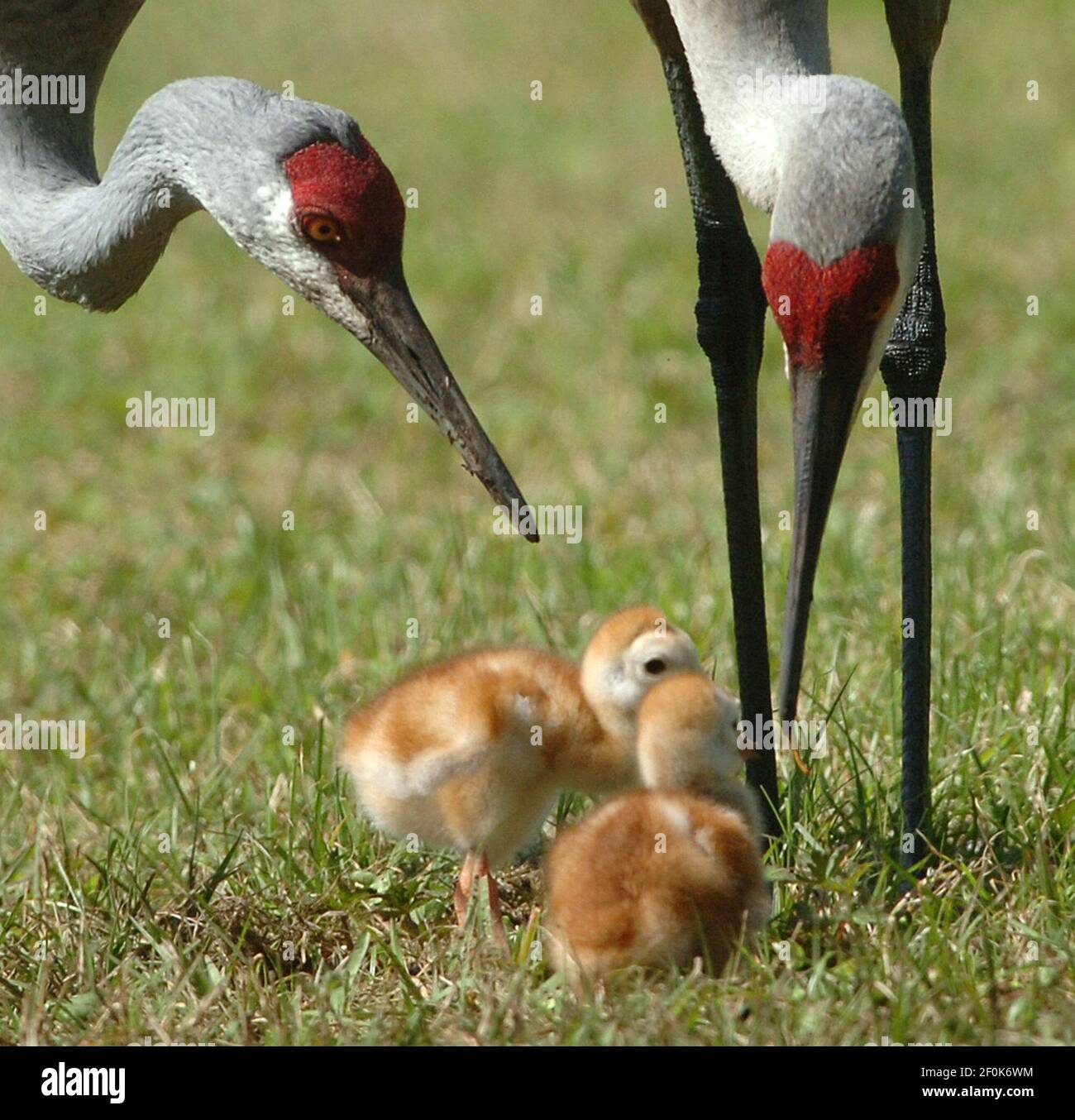 Two Sandhill Cranes with their young, just three days old, are pictured ...