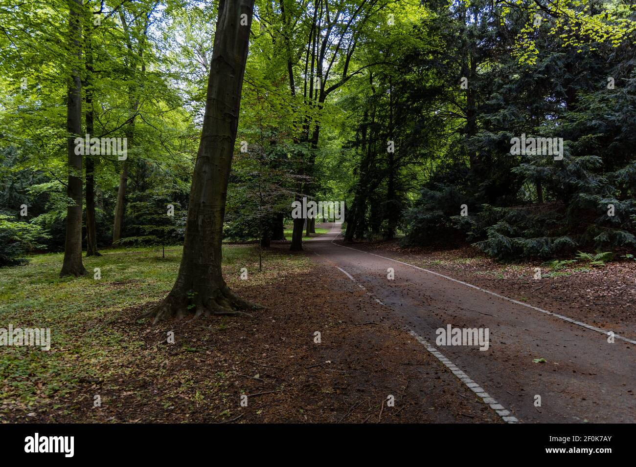 Long path in park full of green trees and bushes Stock Photo - Alamy