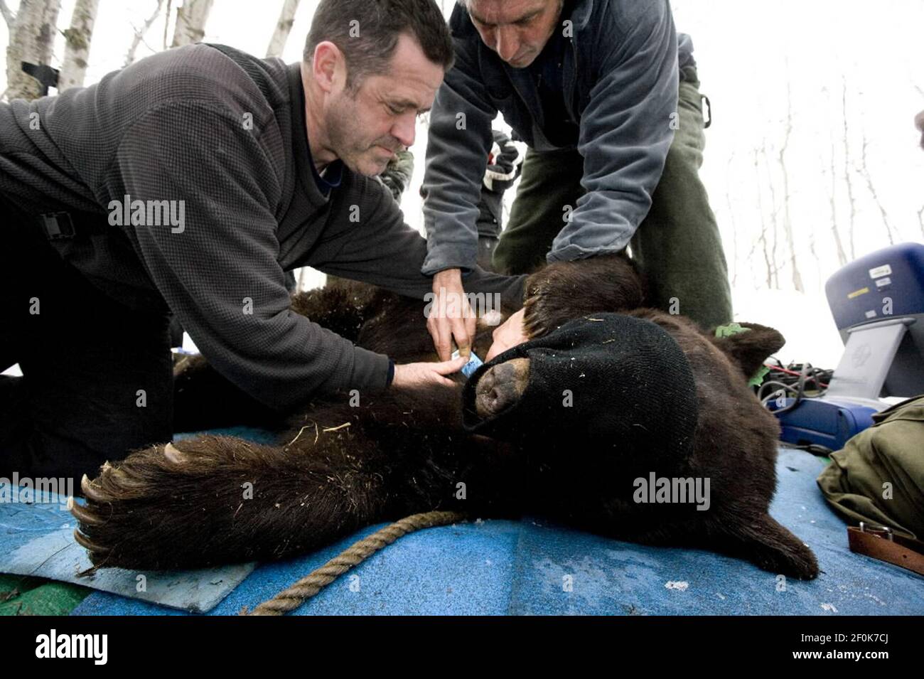 A black bear sow, fitted with a heart monitor, is studied by Tim Laske ...