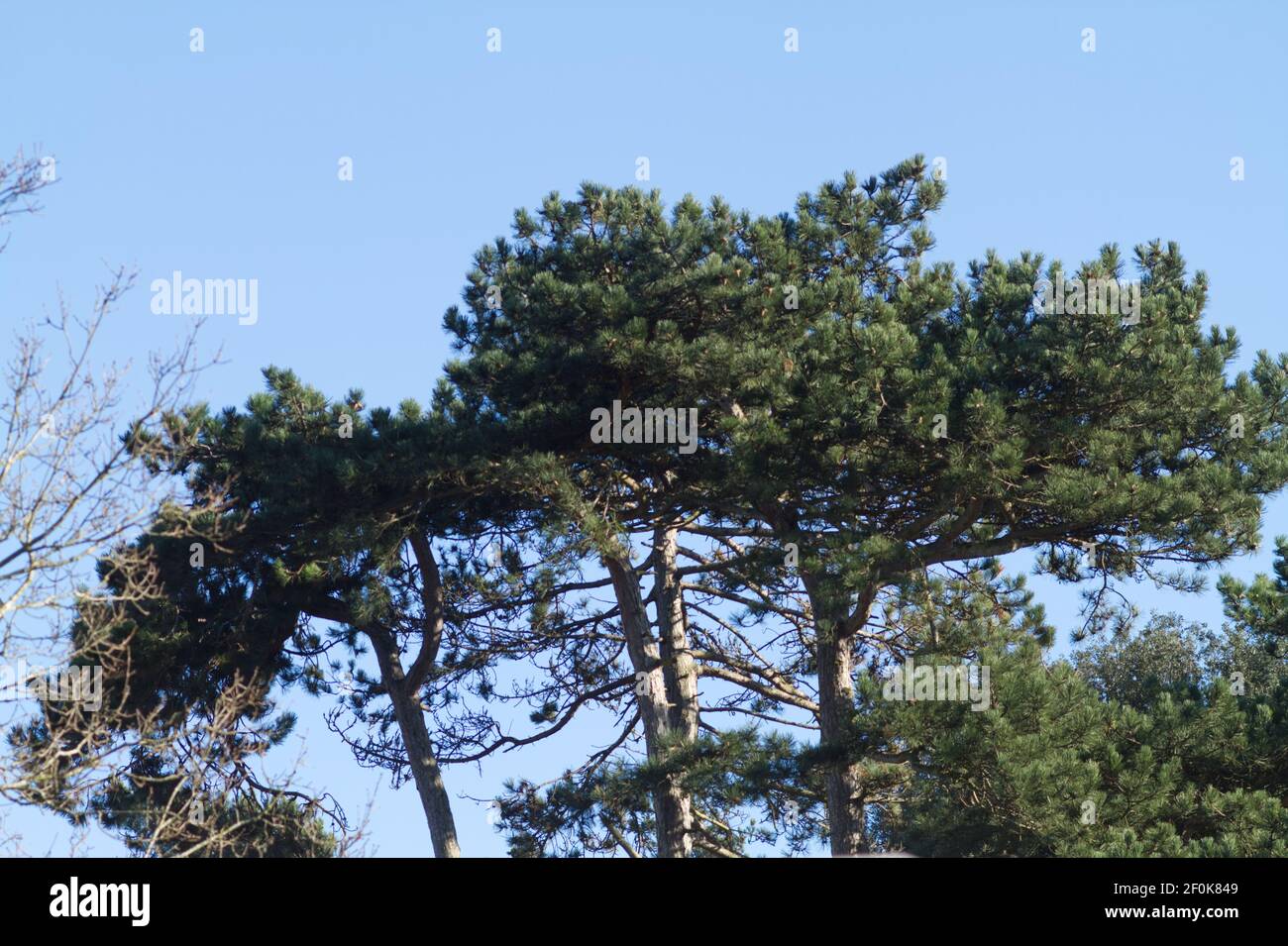 Scots Pine trees, Pinus sylvestris Linnaeus, looking up to the canopy ...