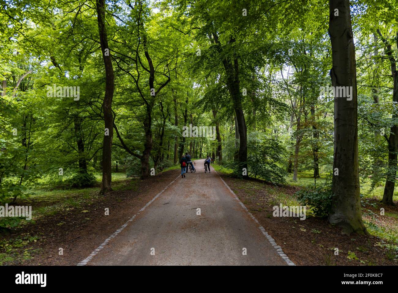 Long path in park full of green trees and bushes with riding cyclists ...