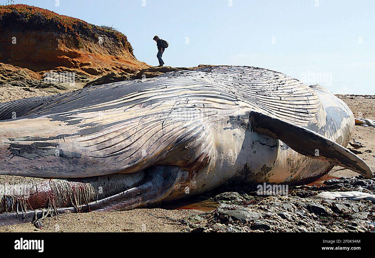 Jodi Frediani, of Bonny Doon, is dwarfed by the Blue Whale carcass that ...