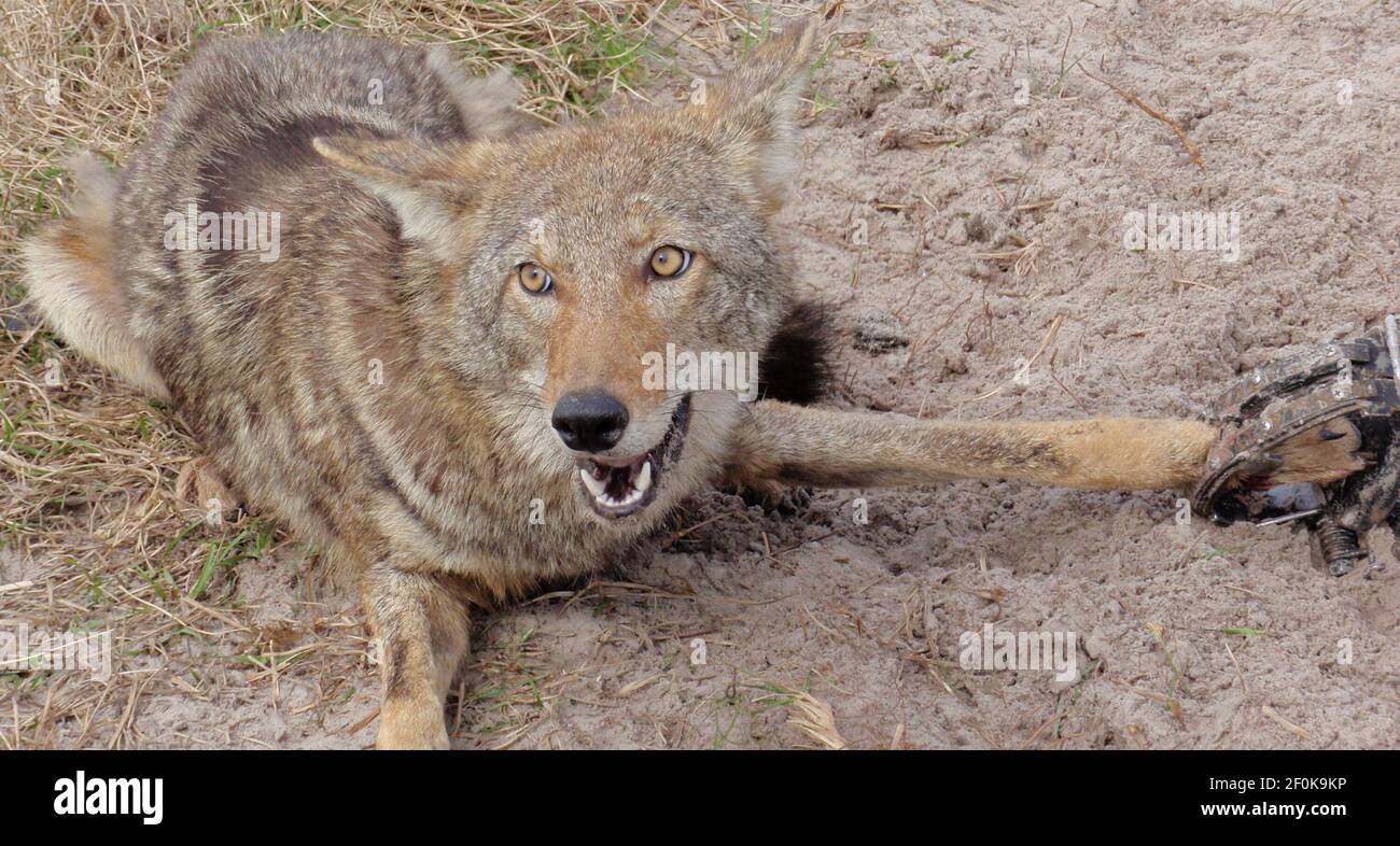 A coyote struggles after being caught in a leg trap at the Adams Ranch ...