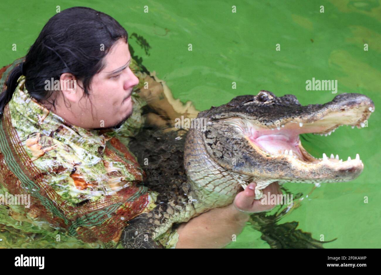 Professional alligator wrestler James Holt gives a demonstration on how ...