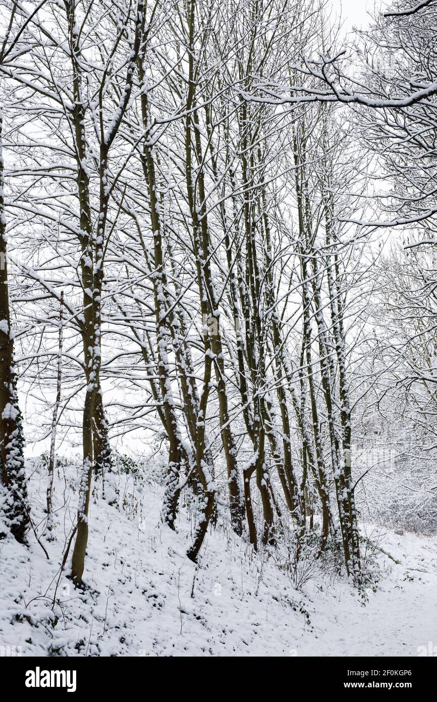 Snow clad trees Stock Photo - Alamy