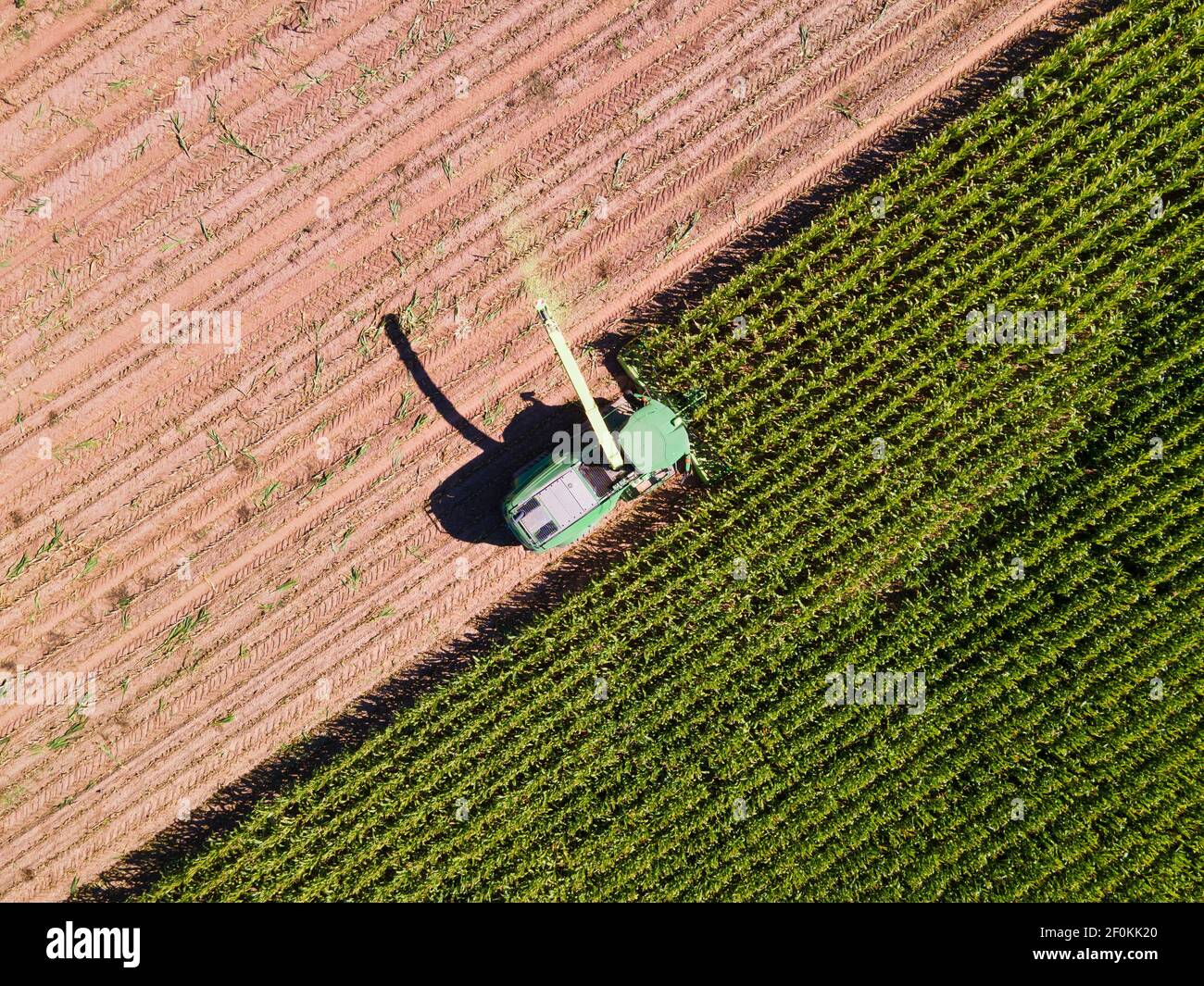 Harvester on the field cutting corn Stock Photo - Alamy