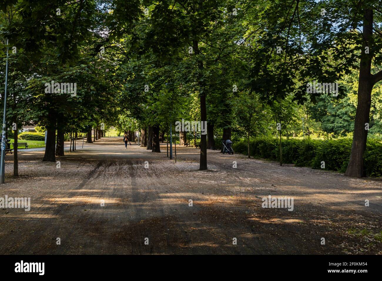 Long path in park between high old trees full of green leaves Stock ...