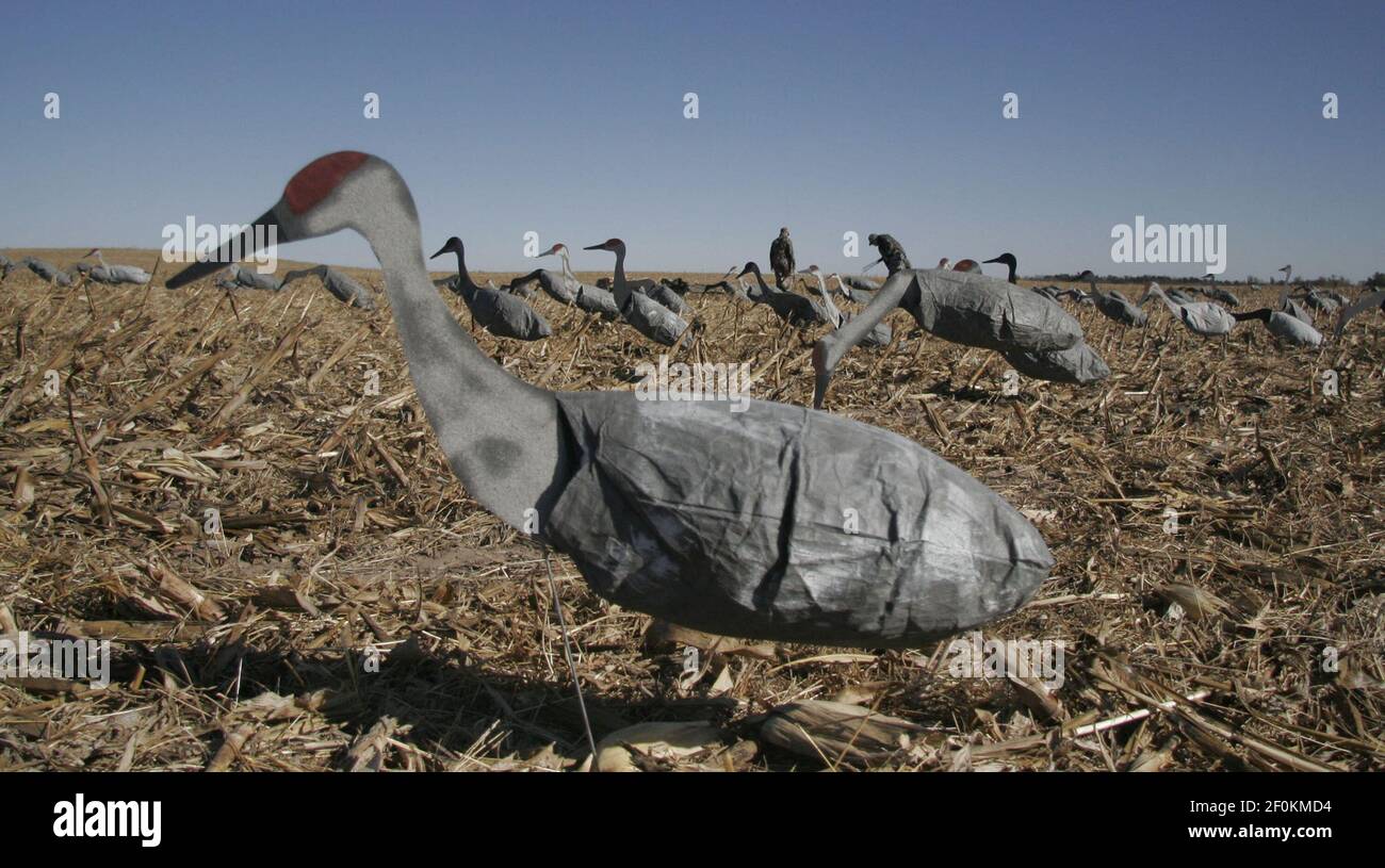 Wind fills the plastic bodies of the sandhill crane windsock decoys ...