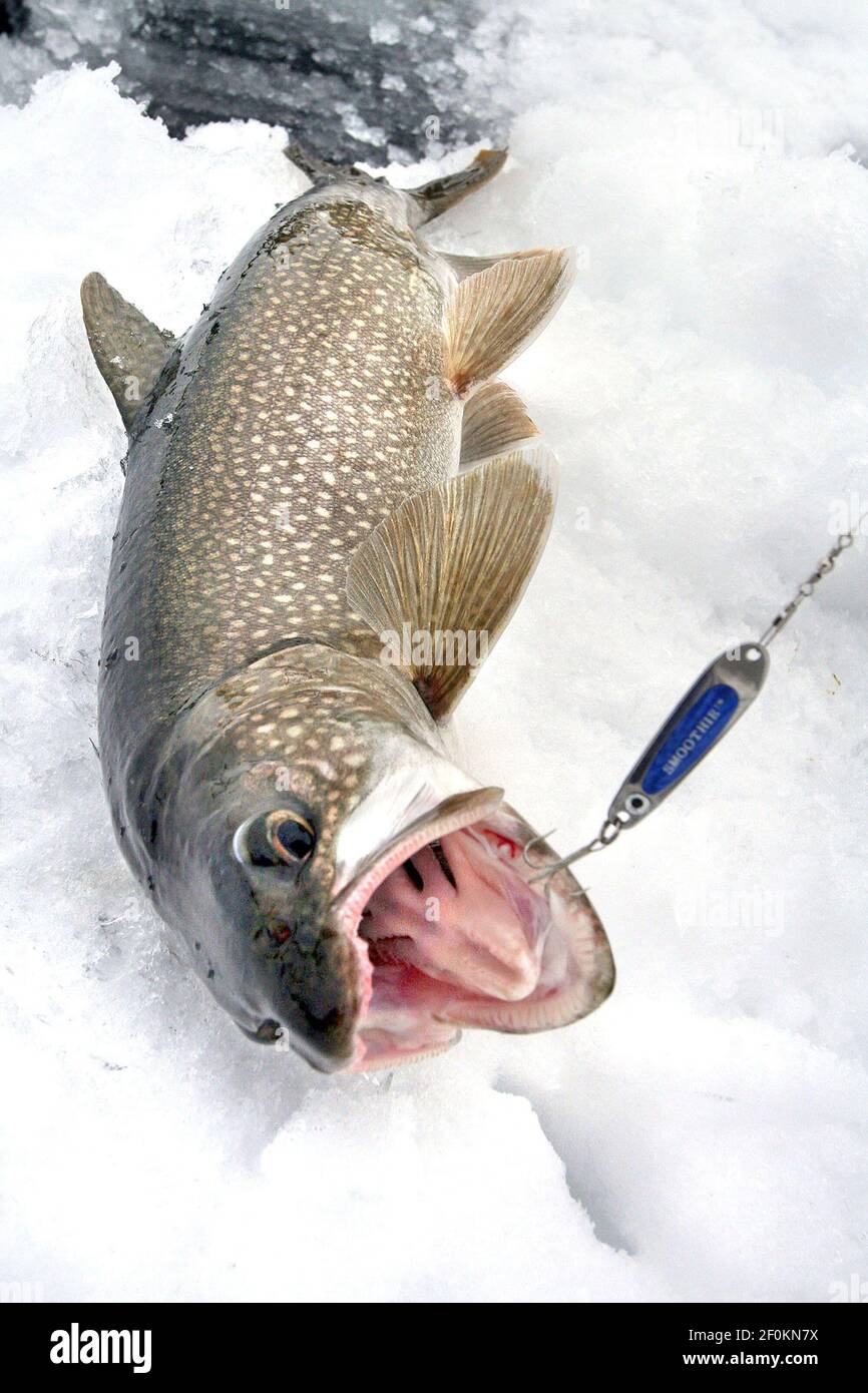 A lake trout slides onto the ice at Knife Lake northeast of Ely ...