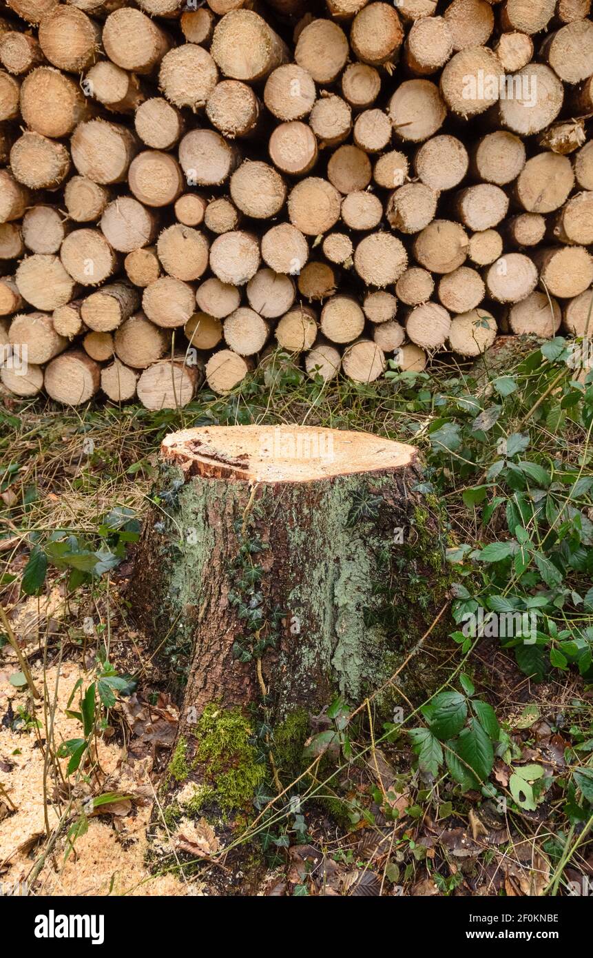 Felled trees at a lumberyard or logging site, log pile trunks stack of ...