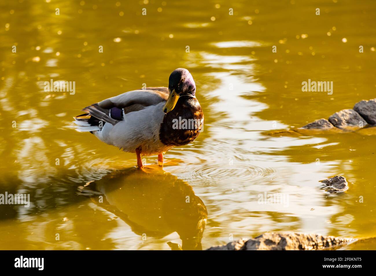 Old Duck High Resolution Stock Photography and Images - Alamy