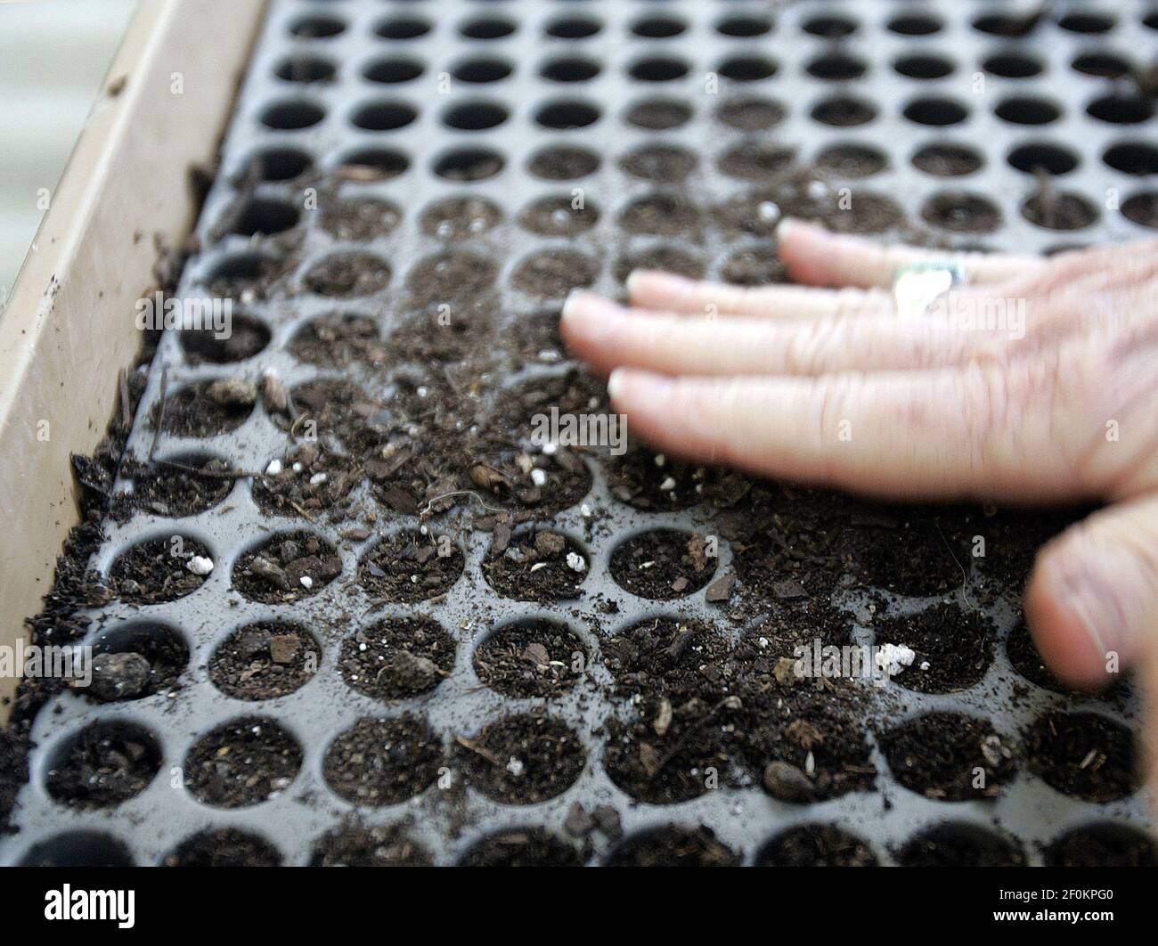 Lettuce seeds get a January start at Taylor Memorial Arboretum in ...