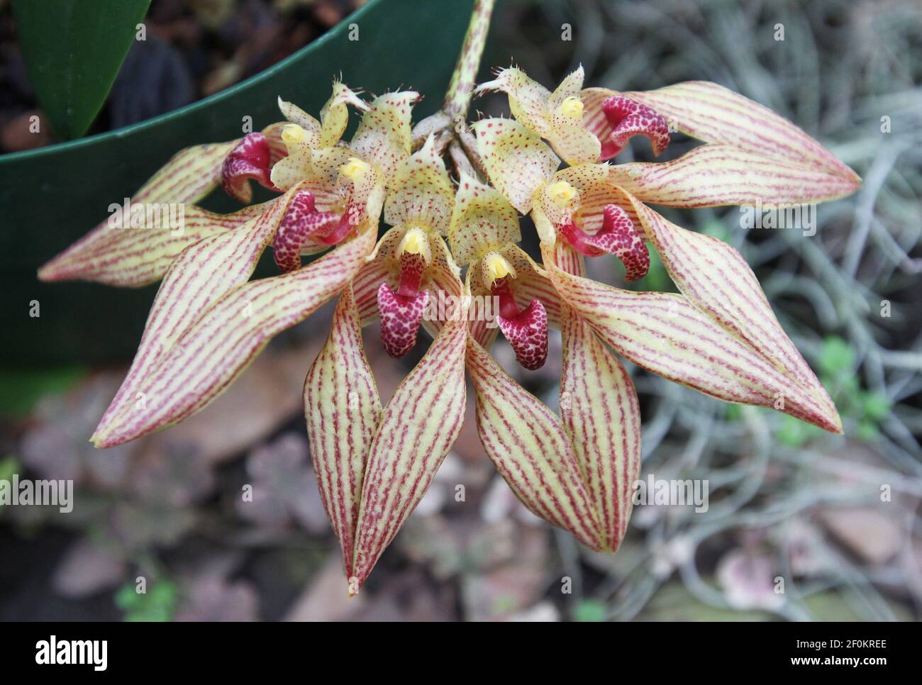 Orchids often attract pollinators by mimicking other things in nature ...