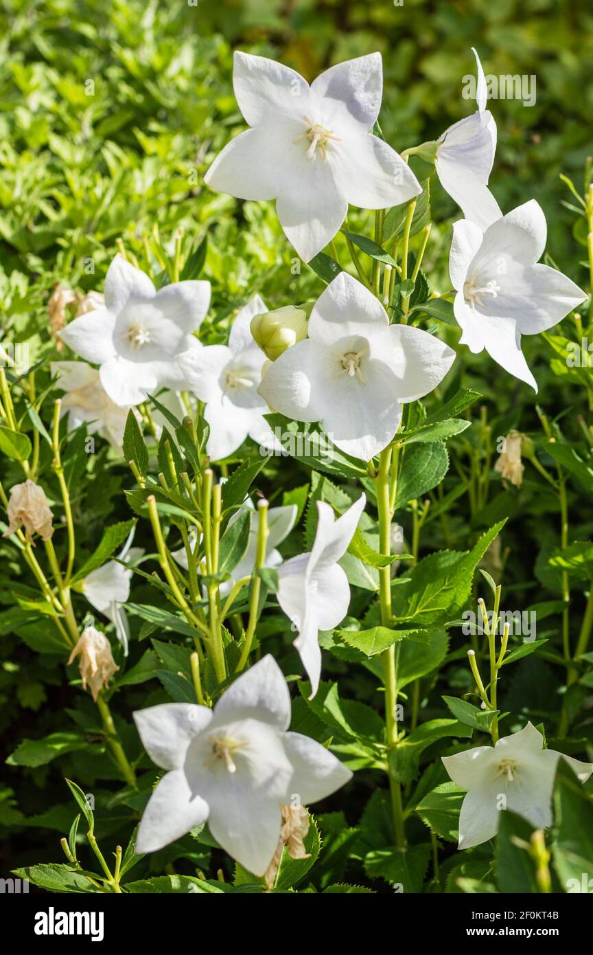 White flowers growing in garden Stock Photo - Alamy