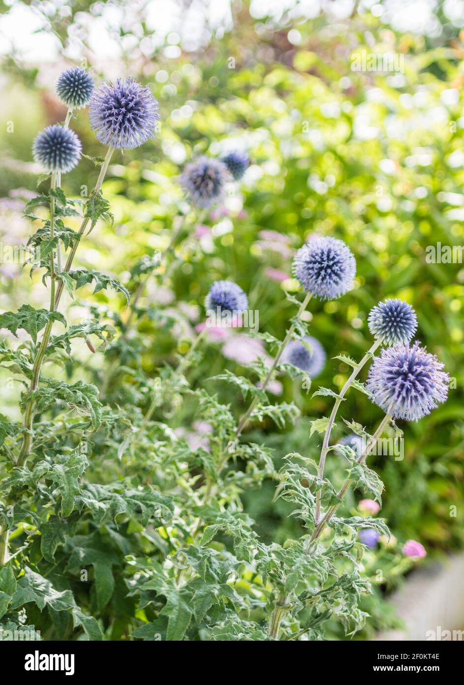 Individual flowers blooming hi-res stock photography and images - Alamy