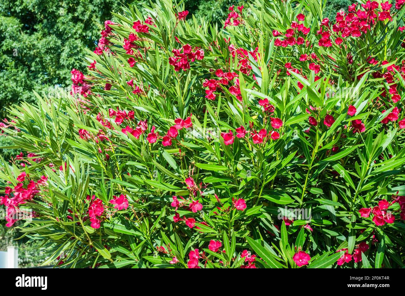 Red flowers growing on tree Stock Photo - Alamy