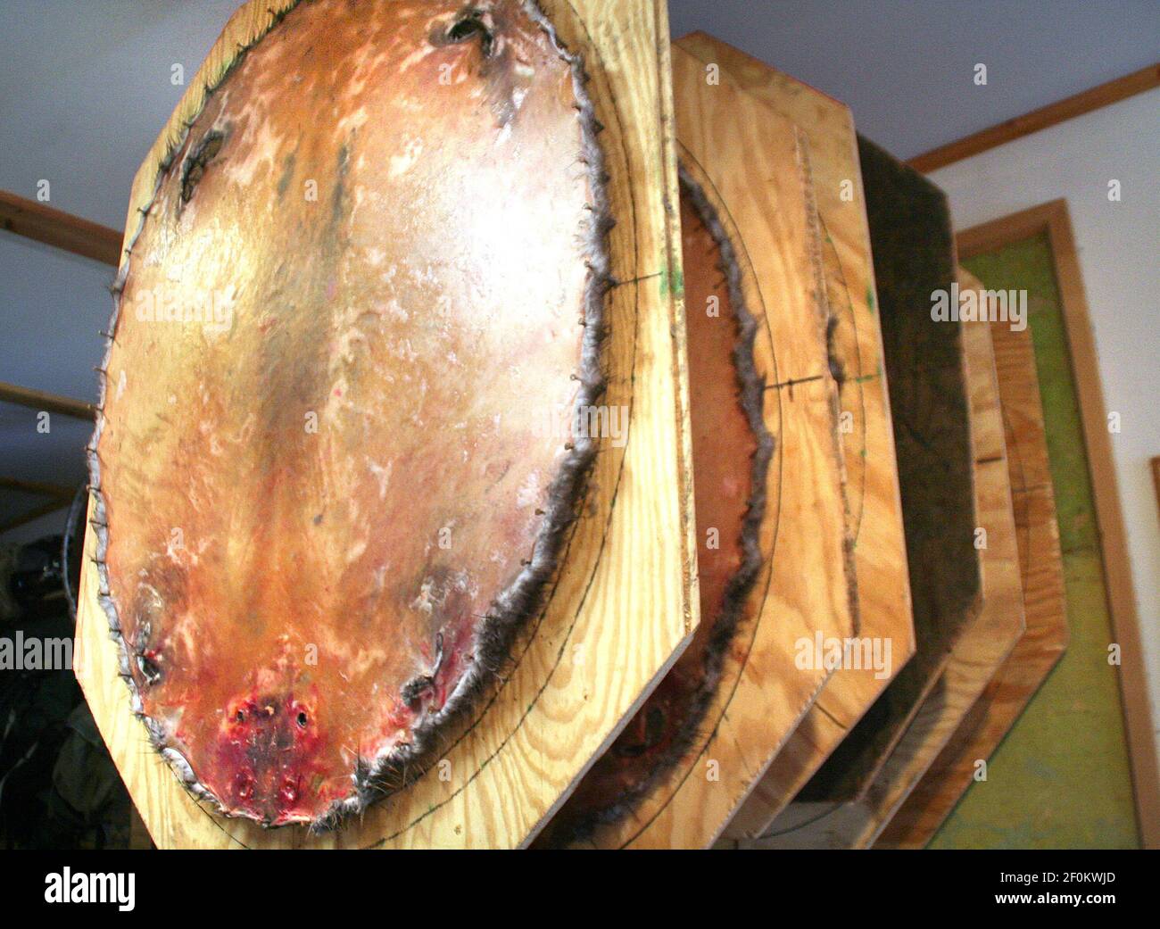 Beaver pelts are stretched for drying in the home of Tom Yankowiak in ...