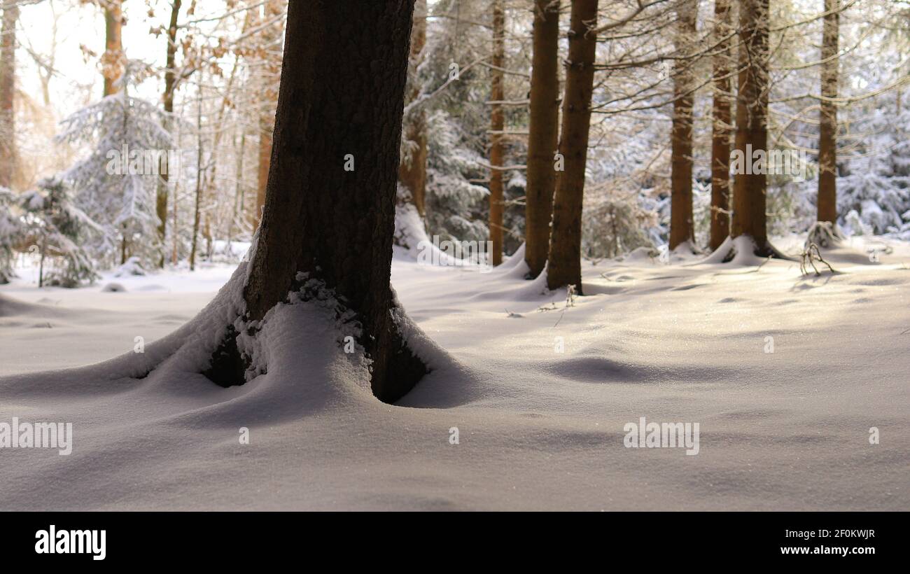 Old spruce tree hi-res stock photography and images - Alamy